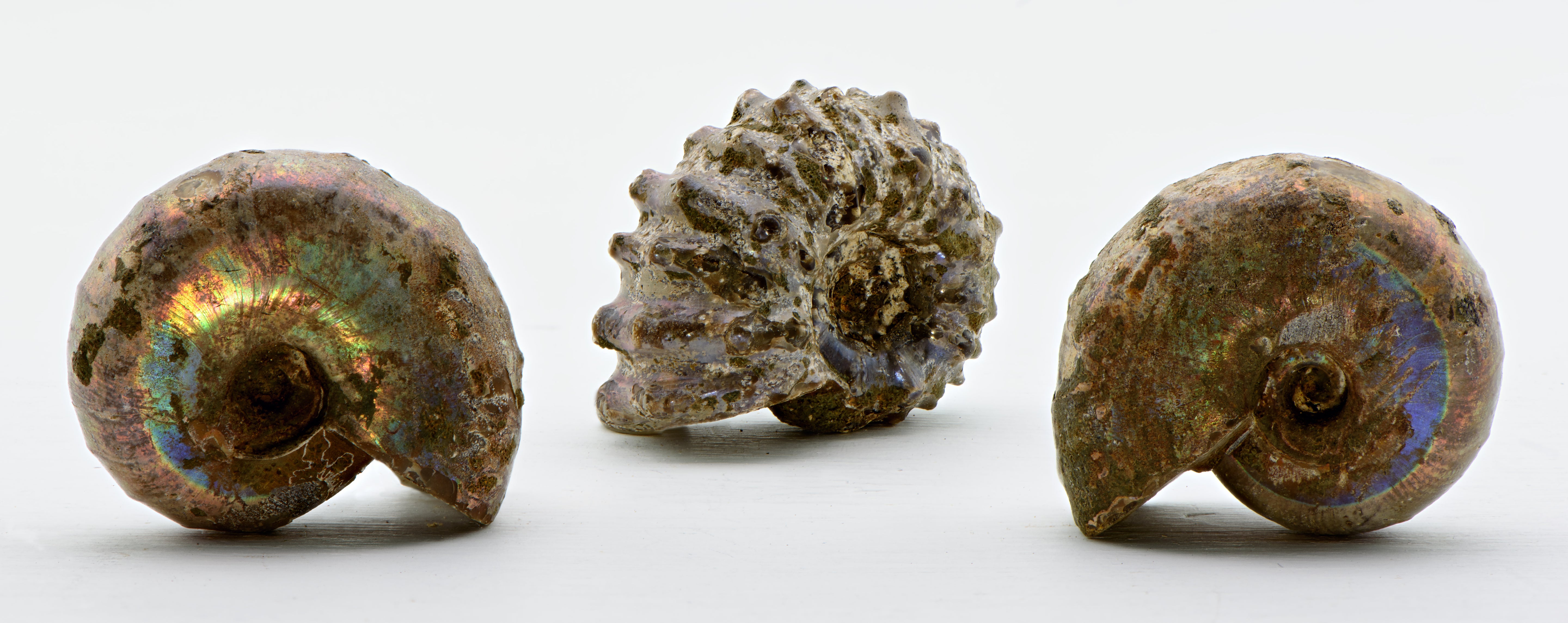 Fossils – Crystal Gemstone Shop