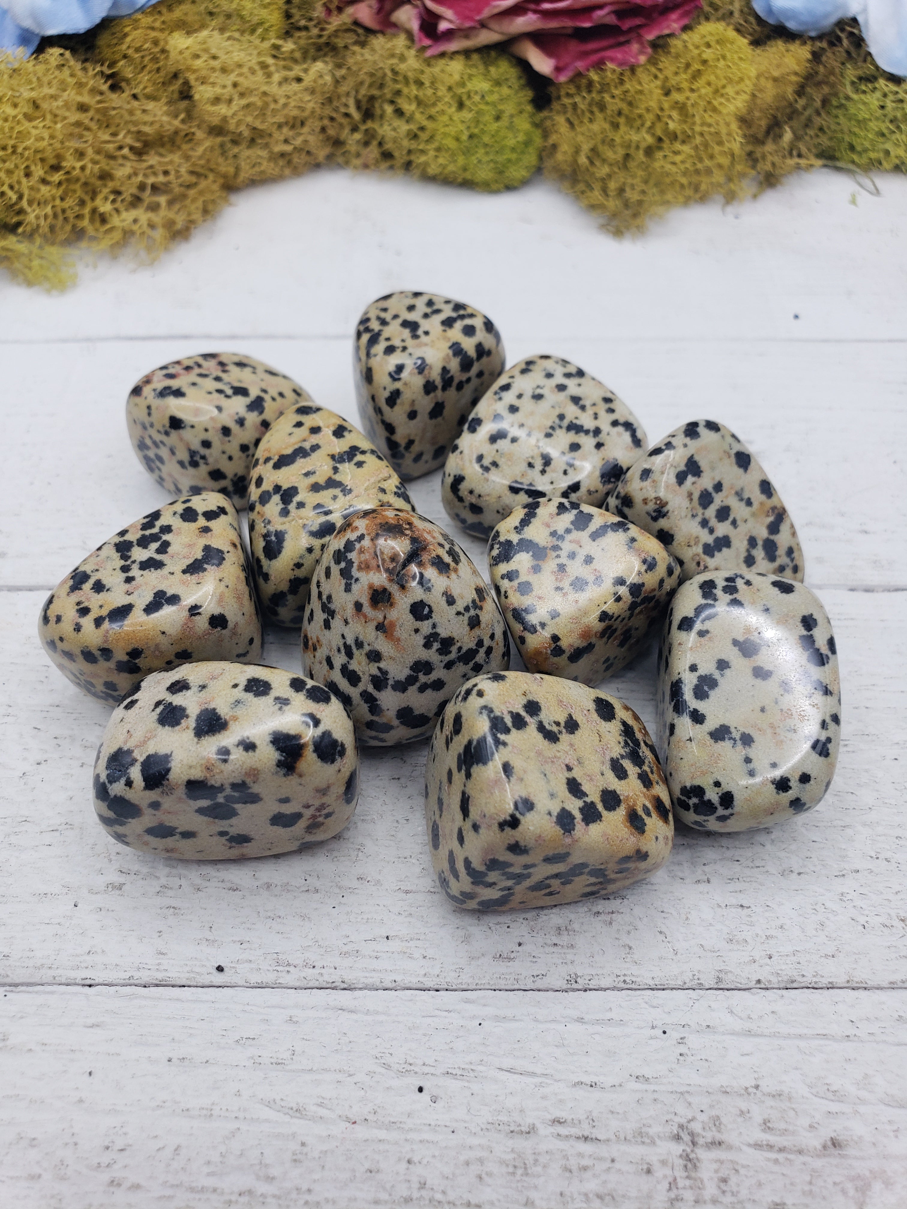Dalmatian Jasper Tumbled Gemstone - Single Stone – Crystal Gemstone Shop