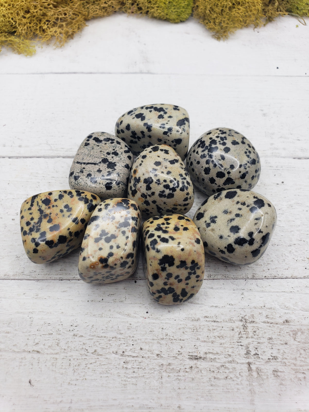 Dalmatian Jasper Tumbled Gemstone - Single Stone – Crystal Gemstone Shop